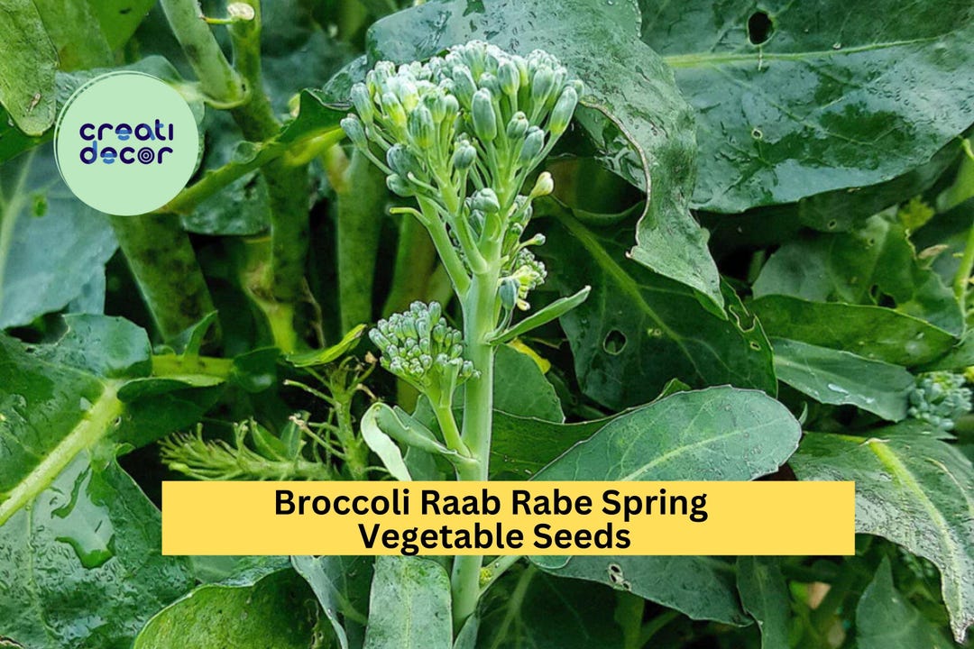 Broccoli Raab Rapini Seeds – 500mg for Planting, Heirloom Spring Rabe ...