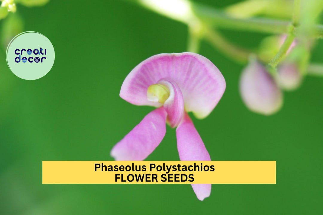 Wild Kidney Bean Vine Seeds – Phaseolus Polystachios – 5 Seeds for ...