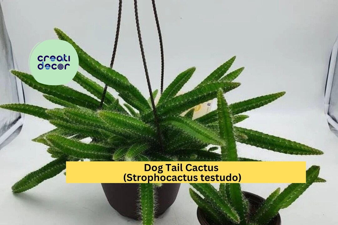 Dog Tail Cactus | Rooted Bare Root Plants 3–7 Inches | Easy Care ...