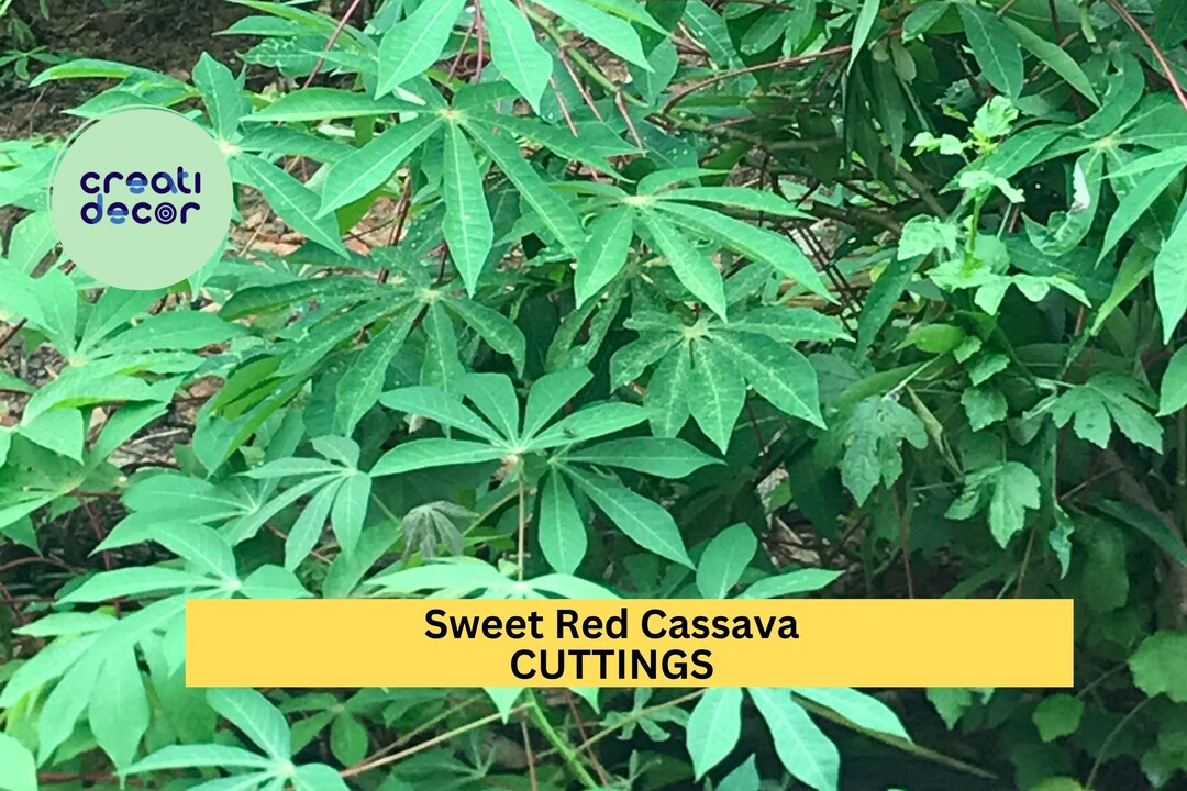 5 Organic Sweet Red Cassava Cuttings – Manihot Esculenta | Yuca Stems ...