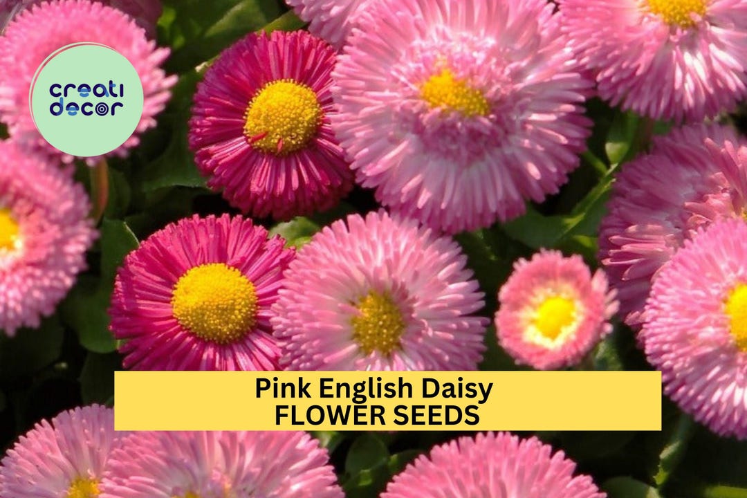 200+ Pink English Daisy Seeds – Rosy Button-like Blooms for Garden ...