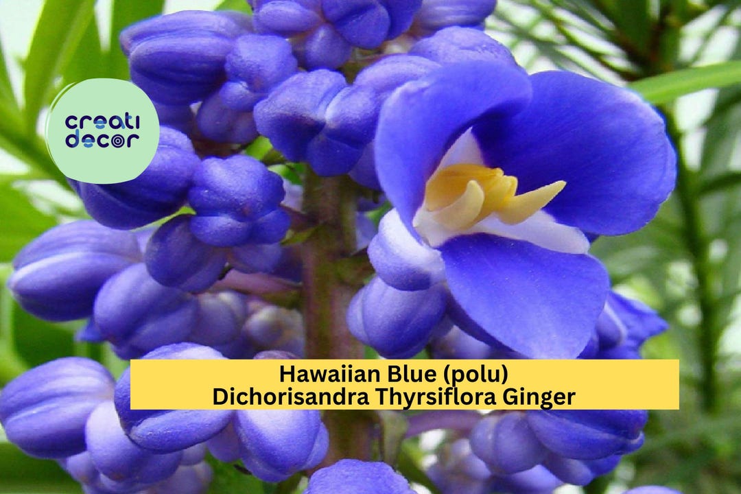 Hawaiian Blue Ginger Plant – Dichorisandra Thyrsiflora Roots 1 Pack ...