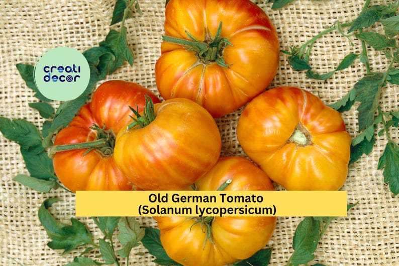 Old German Tomato Plants | Lot of 2 Live Heirloom Starter Plants | 6–10 ...