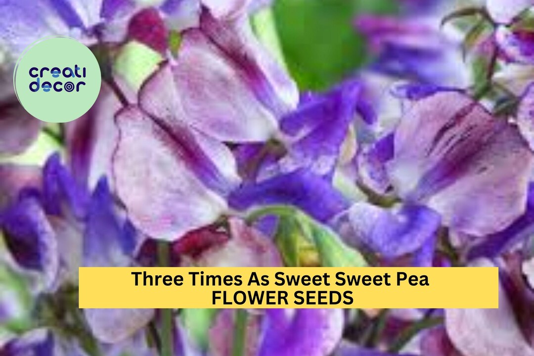 50+ Three Times as Sweet Sweet Pea Seeds – Tri-colored Fragrant Blooms ...