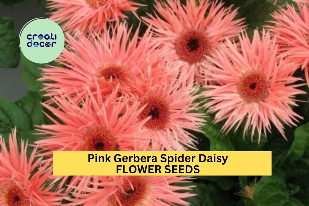 50+ Pink Gerbera Spider Daisy Seeds – Unique Spiky Petal Blooms for ...