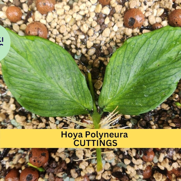 Fishtail Hoya - Etsy