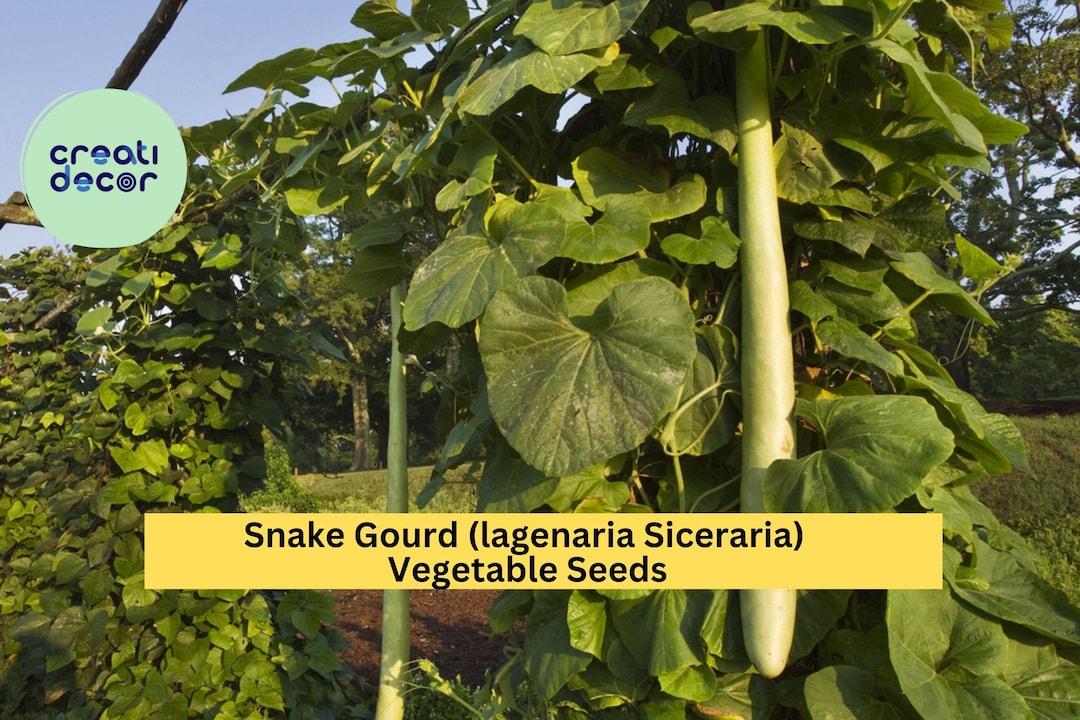 3pcs of 10 Seeds Snake Gourd – Unique Long Curved Gourd for Cooking ...