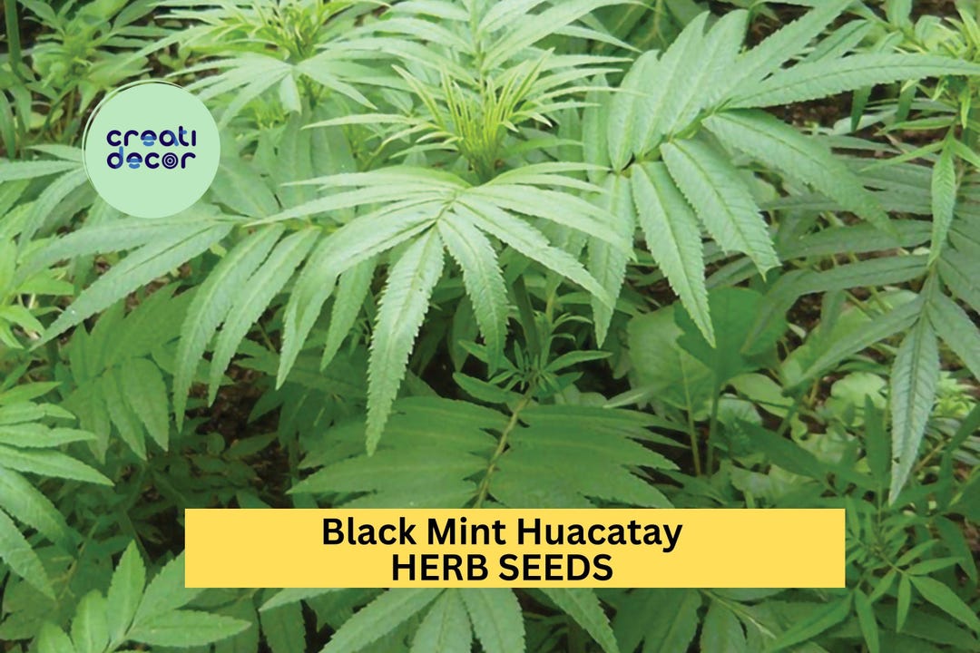 100mg Black Mint Huacatay Seeds – Peruvian Herb for Culinary Use ...