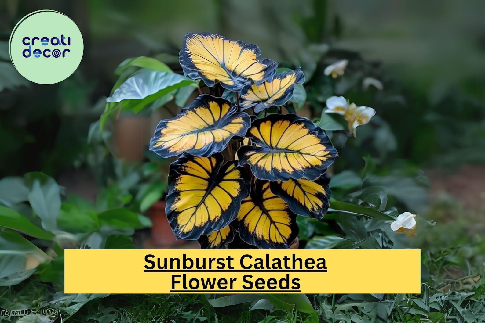 25+ Sunburst Calathea Seeds - Rare Tropical Houseplant - Exotic Foliage ...