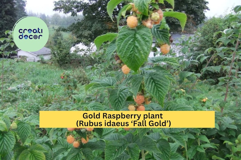 Fall Gold Raspberry Plant | Rubus Idaeus ‘fall Gold’ | 1 Live Rooted ...