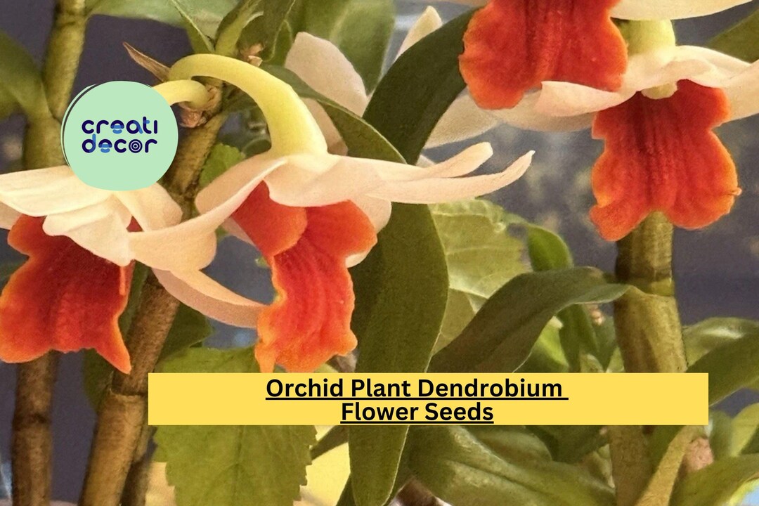 Orchid Plant Dendrobium – 1 Bare Root Stem, Live Orchid Cutting ...