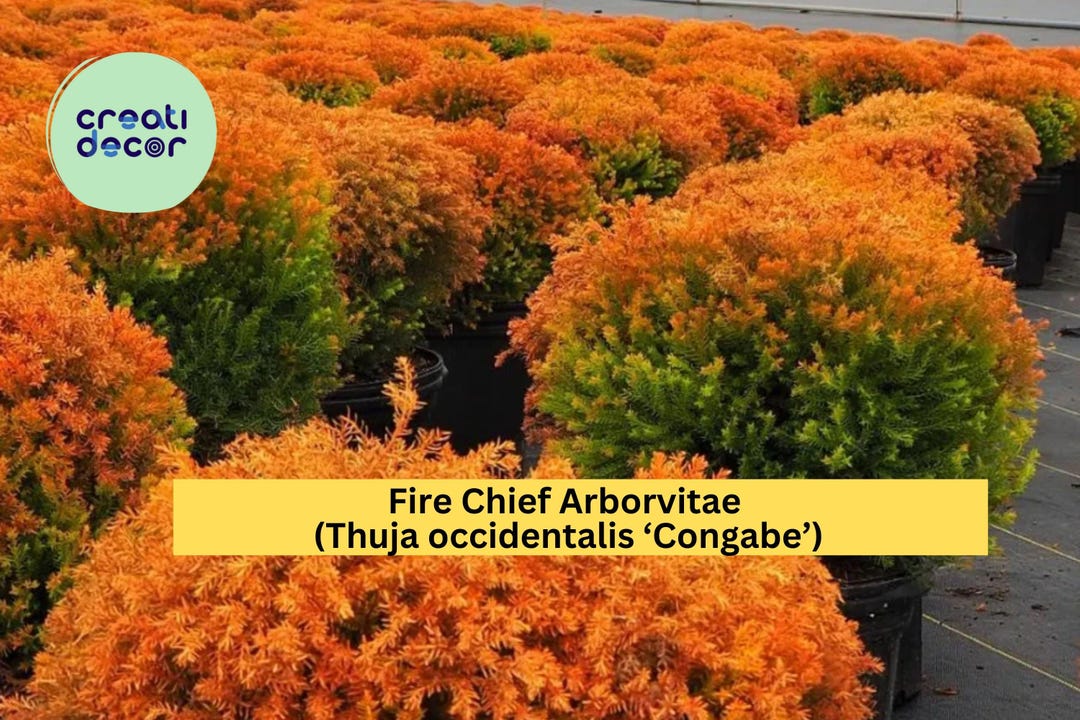 Fire Chief Arborvitae Plant | Thuja Occidentalis ‘congabe’ Live ...