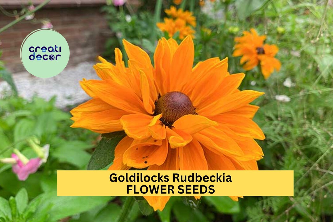 200+ Goldilocks Rudbeckia Seeds – Golden-orange Double Blooms for ...