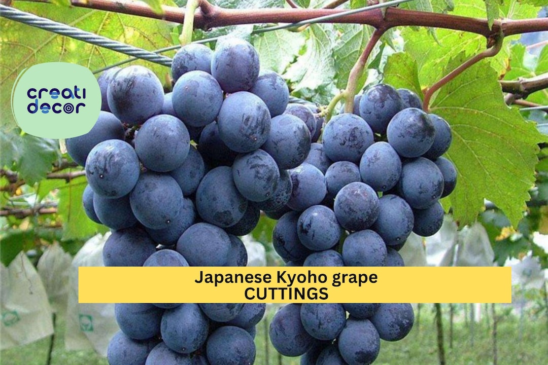 6 Kyoho Grape Cuttings | Japanese Table Grape Scions | 巨峰葡萄 교호포도 ...