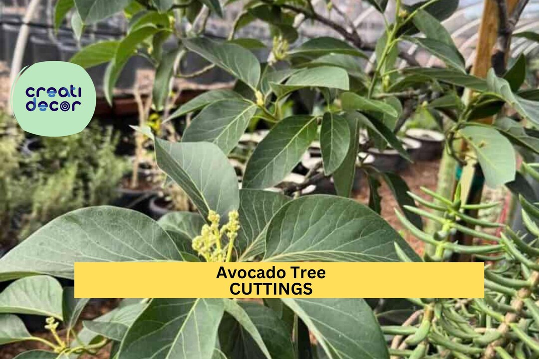 3 Zutano Avocado Tree Cuttings | Persea Americana Unrooted Scions ...