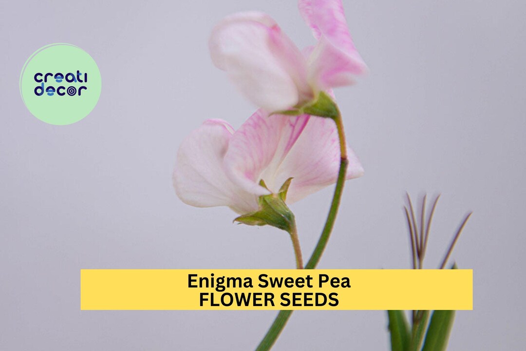 Enigma Sweet Pea Seeds – 50+ Pale Lavender & Ivory Blooms – Climbing ...