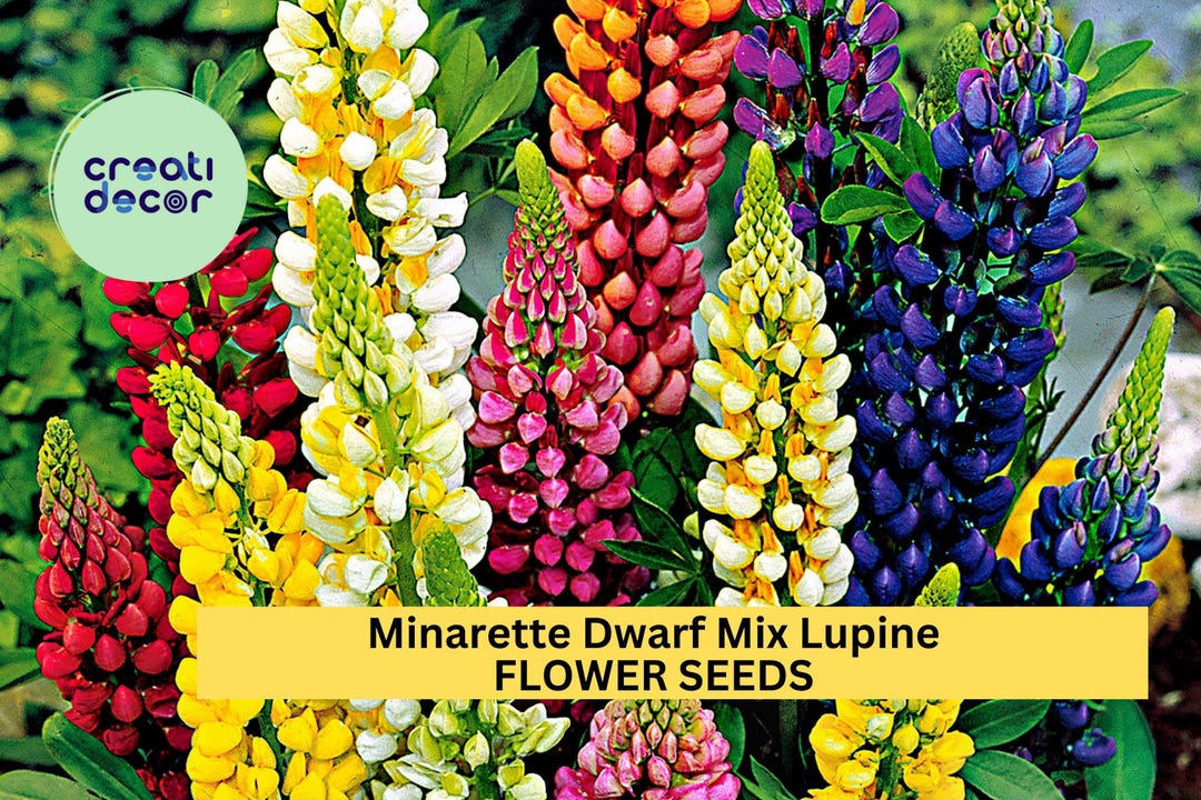 25+ Minarette Dwarf Mix Lupine Seeds – Compact Spiked Blooms in ...
