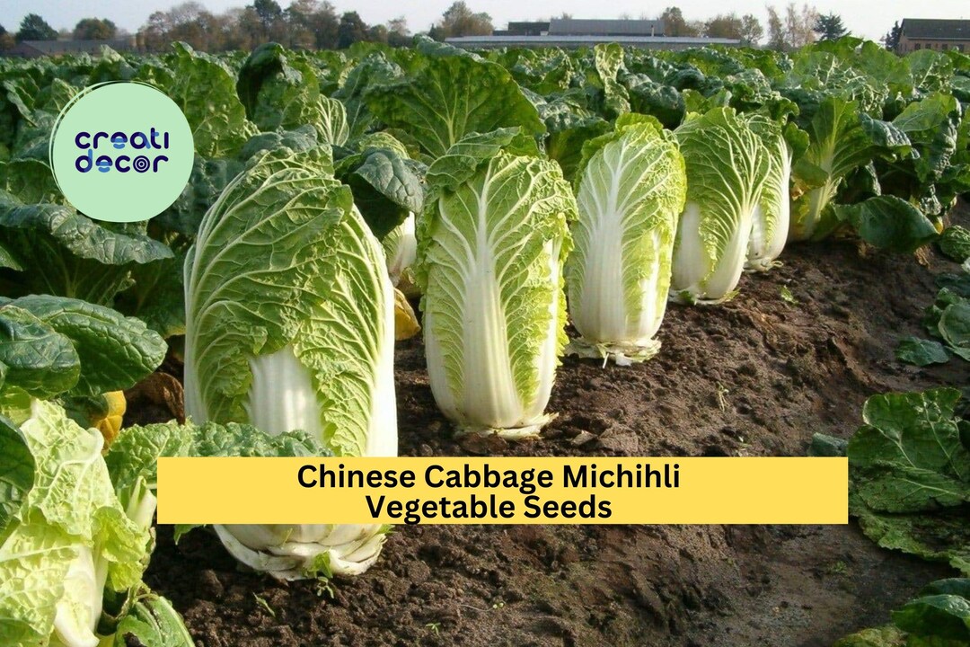 Chinese Heading Cabbage Michihli Seeds – 500mg for Planting, Heirloom ...