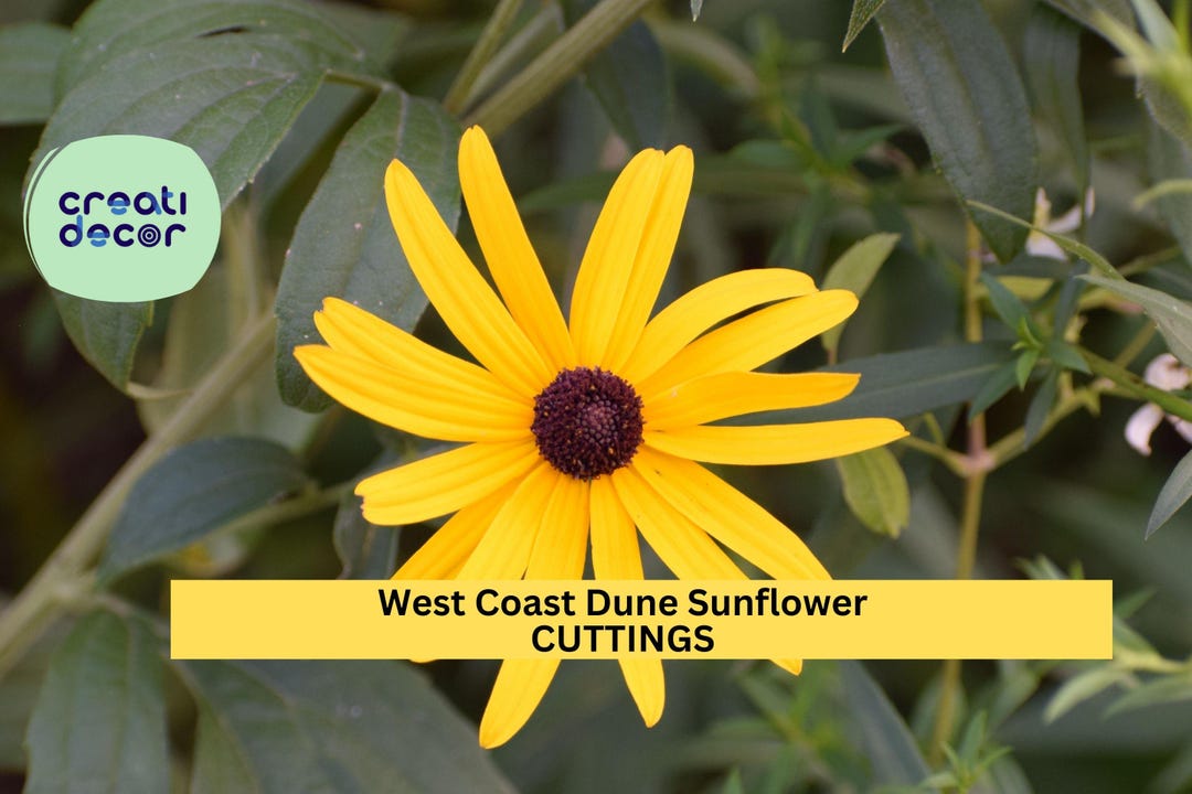 8 West Coast Dune Sunflower Cuttings – Unrooted Yellow Helianthus ...