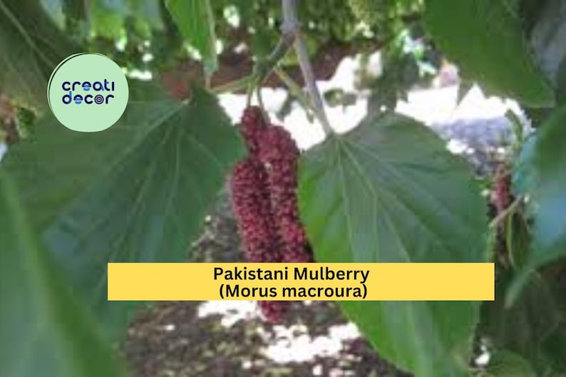 Pakistani Mulberry Tree | Live Rooted Cutting | Morus Macroura Fruit ...