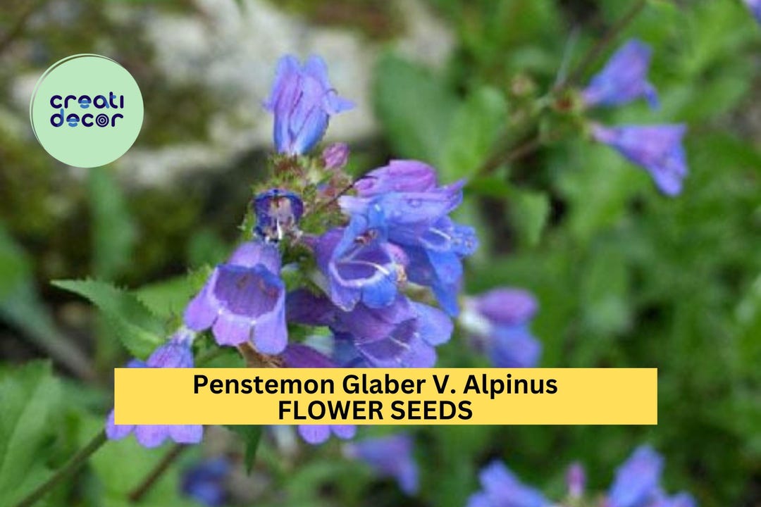 3pcs of 100mg Penstemon Glaber V. Alpinus Seeds – Alpine Wildflower for ...