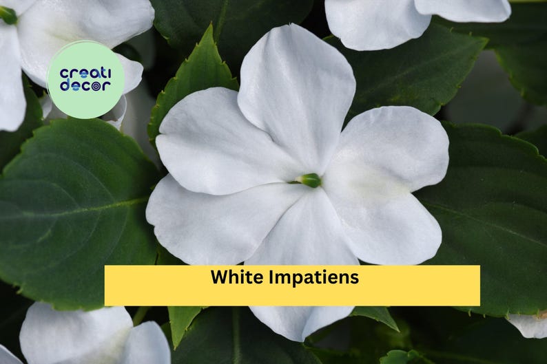 White Impatiens Plants | Live Rooted 6-inch Starter | Impatiens ...
