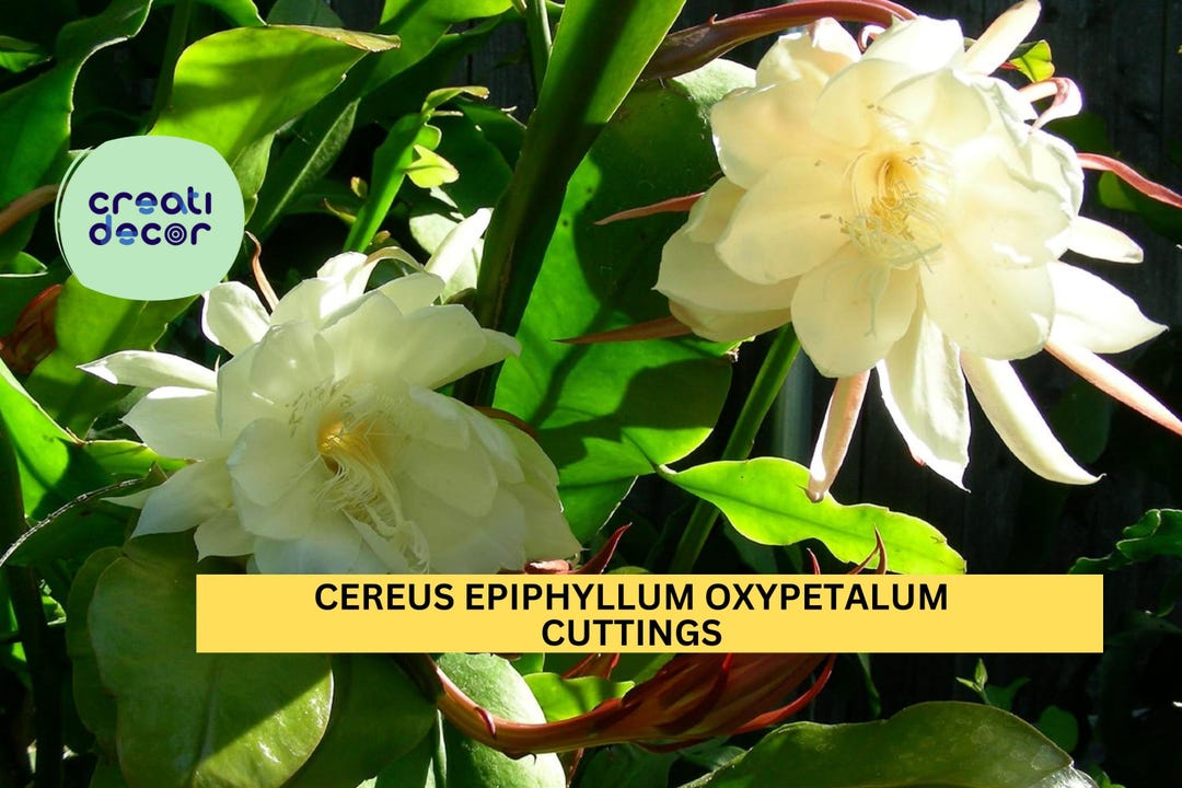 2 Night Blooming Cereus Cuttings Epiphyllum Oxypetalum Orchid
