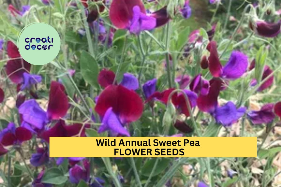 50+ Wild Annual Sweet Pea Seeds – Mixed Color Fragrant Blooms for ...