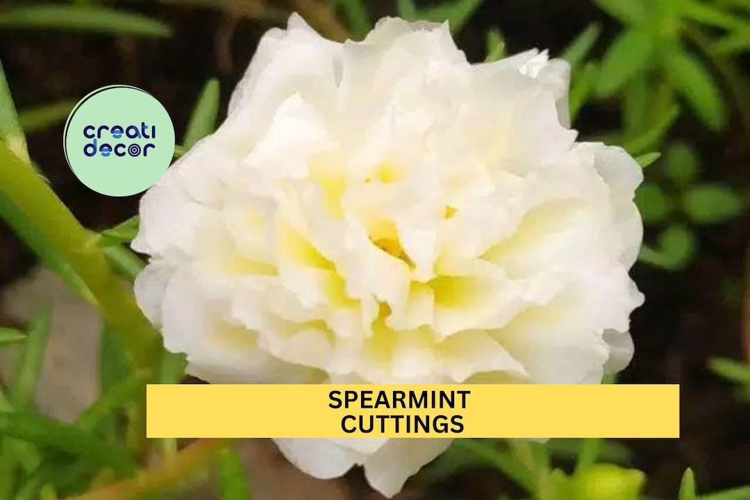 New! 8 Spearmint Portulaca Cuttings | Moss Rose | Portulaca Grandiflora ...