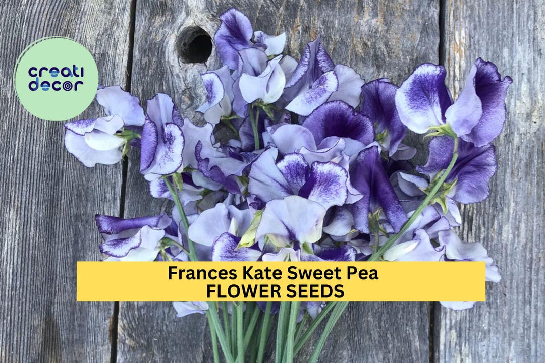 50+ Frances Kate Sweet Pea Seeds – Rich Purple Fragrant Blooms for ...