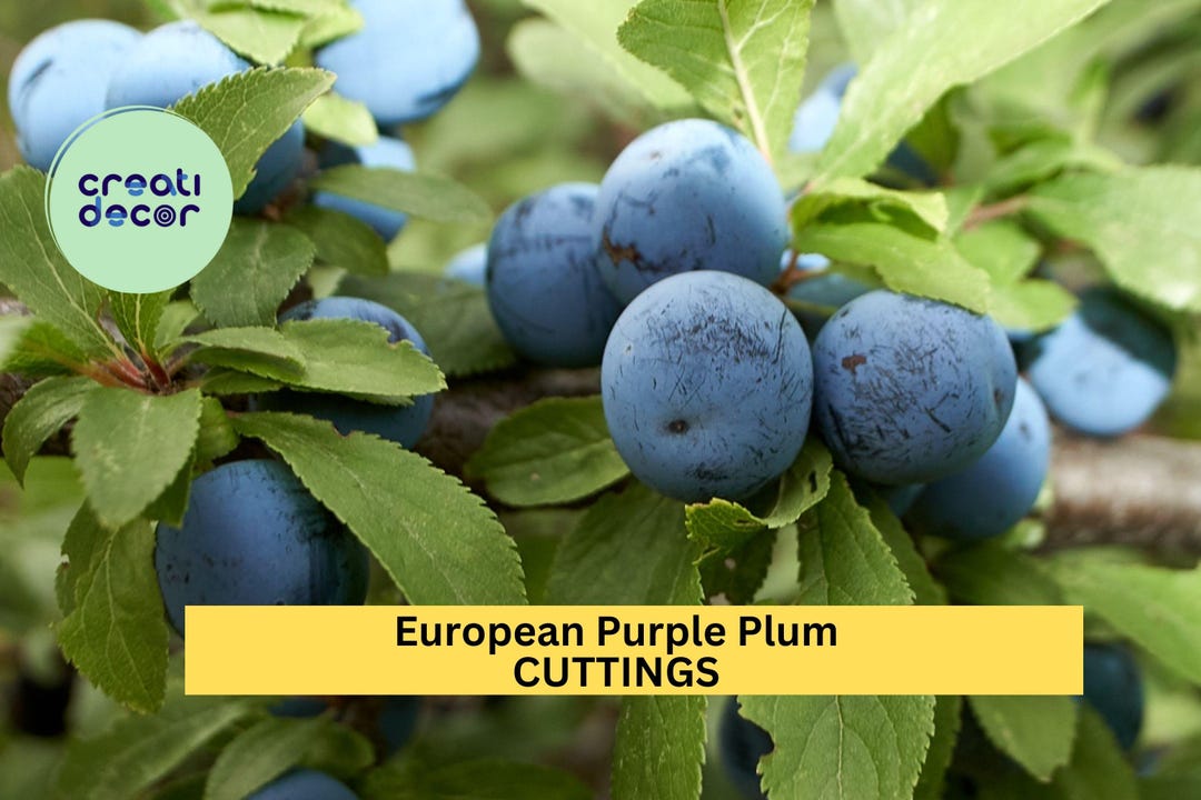 European Purple Plum Live Plant | 1 Rooted Cutting | Sweet Edible Fruit ...