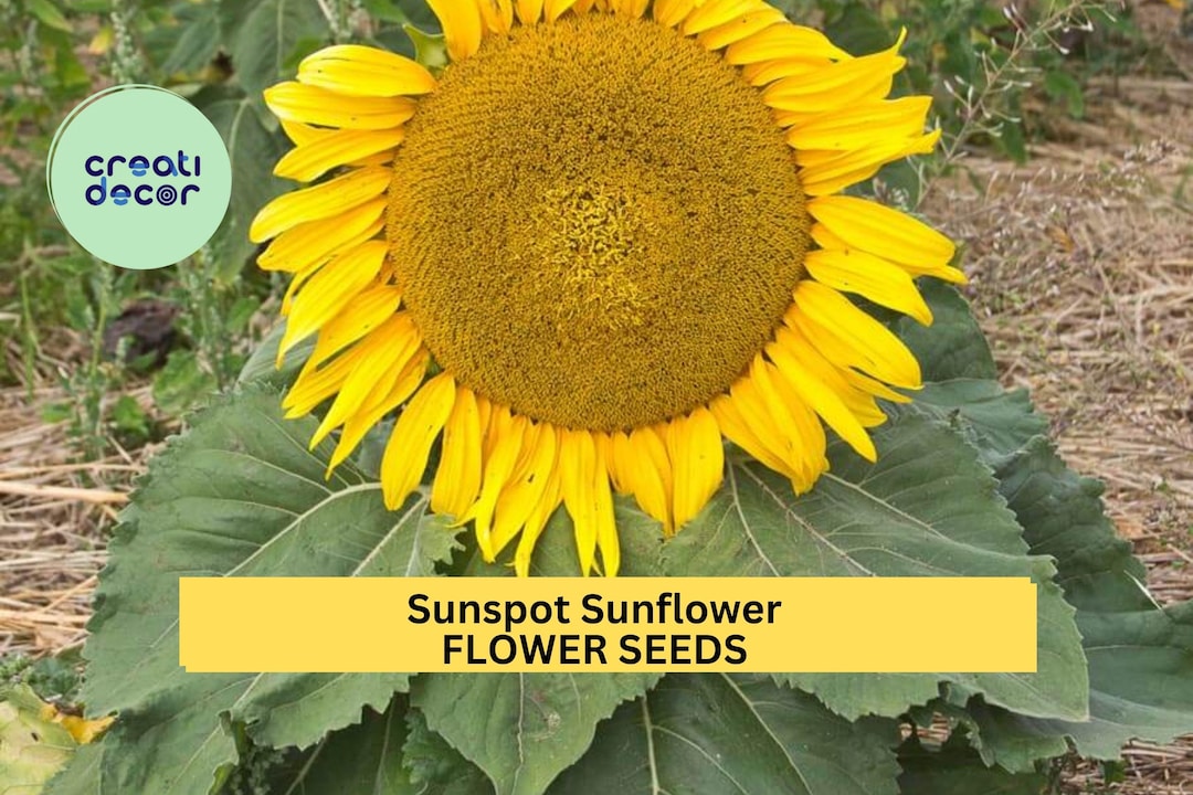 Sunspot Sunflower Seeds – 1g for Planting, Dwarf Variety With Large ...