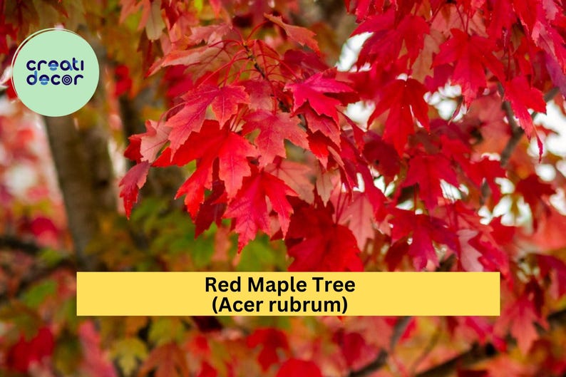 Red Maple Tree (acer Rubrum) – 1–3 Ft Tall Bare Root Seedling – Fast ...