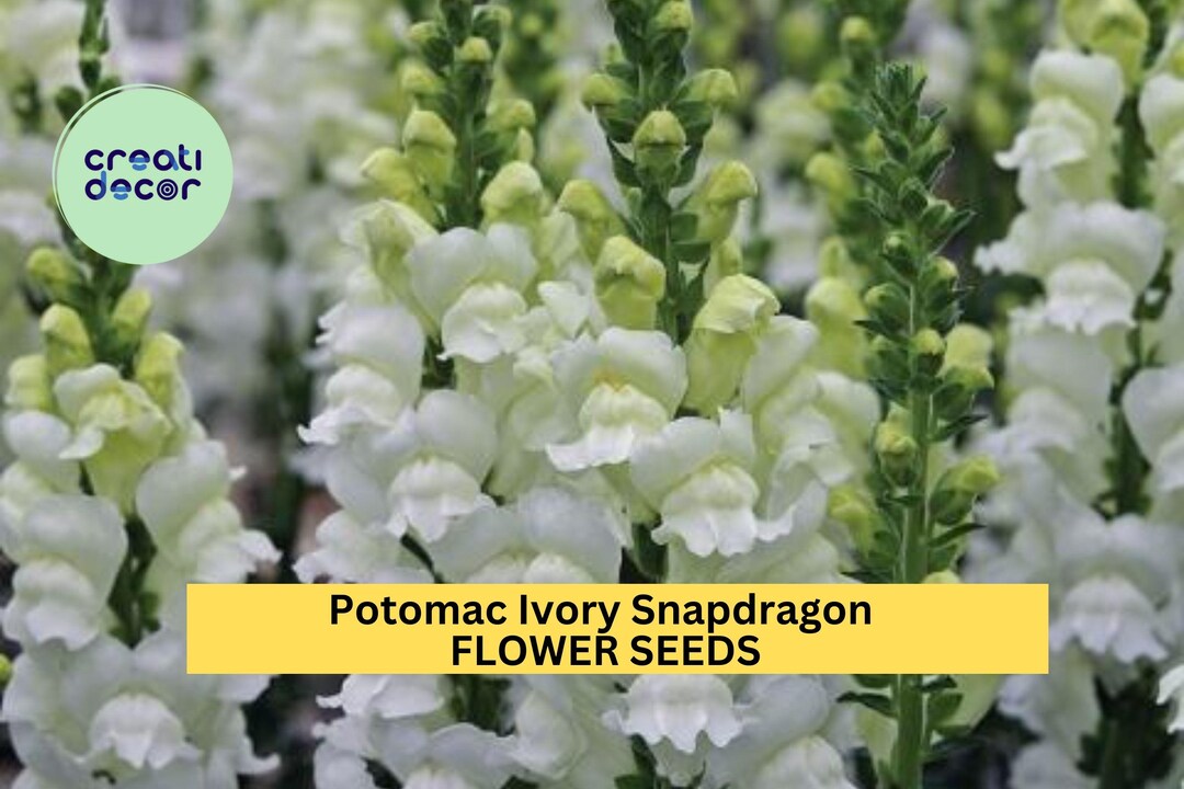 1000+ Potomac Ivory Snapdragon Seeds – Elegant Creamy White Blooms for ...