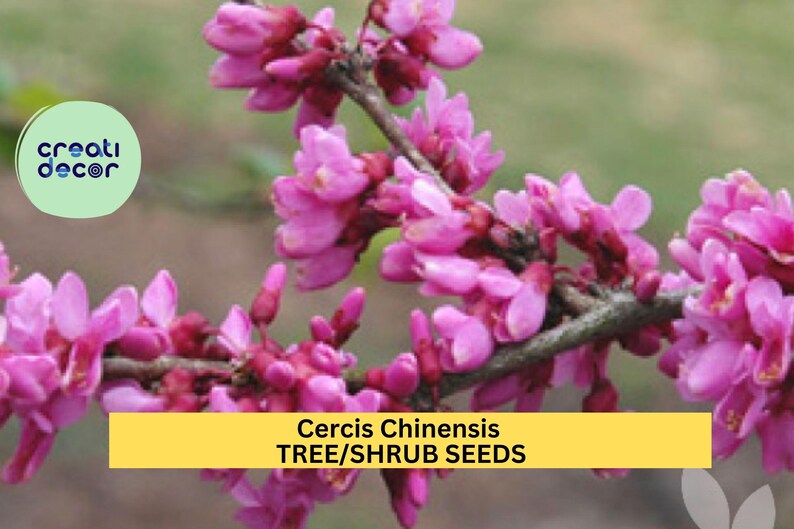 Chinese Redbud Tree Seeds – Cercis Chinensis – 10 Seeds for Planting ...