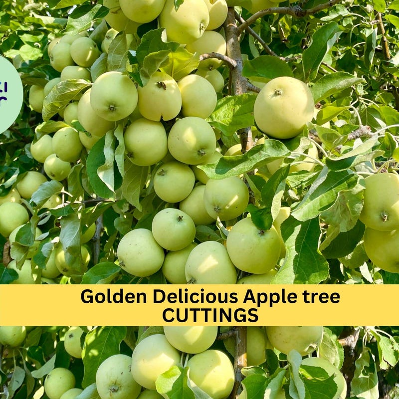 Golden Apple - Etsy