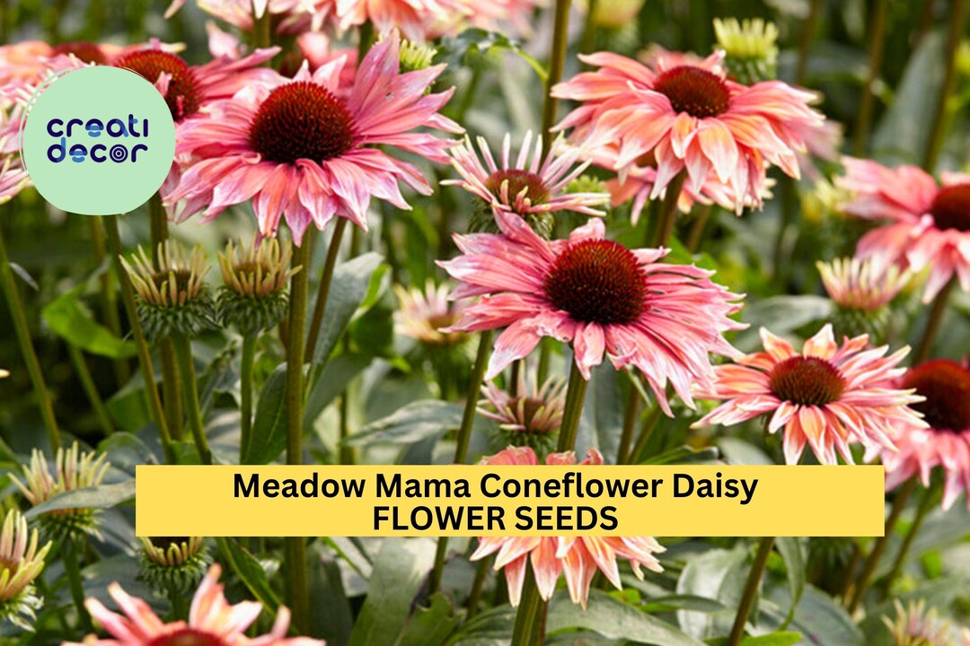 200+ Meadow Mama Coneflower Daisy Seeds – Unique Pink-petaled Blooms ...