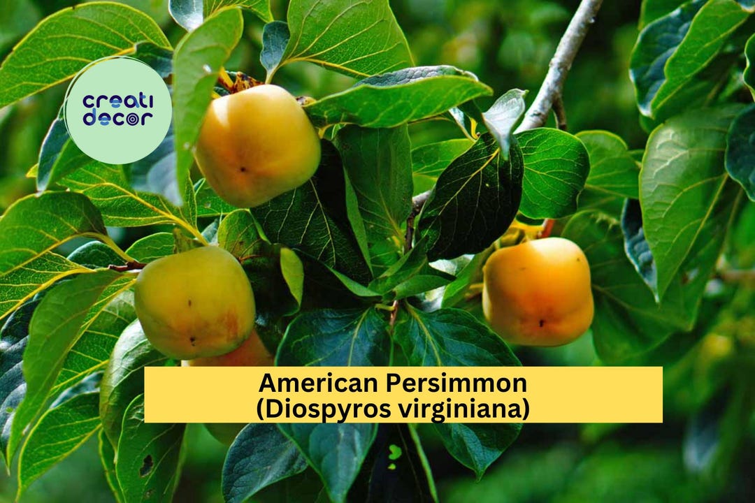 American Persimmon Trees | Set of 3 Diospyros Virginiana Seedlings ...