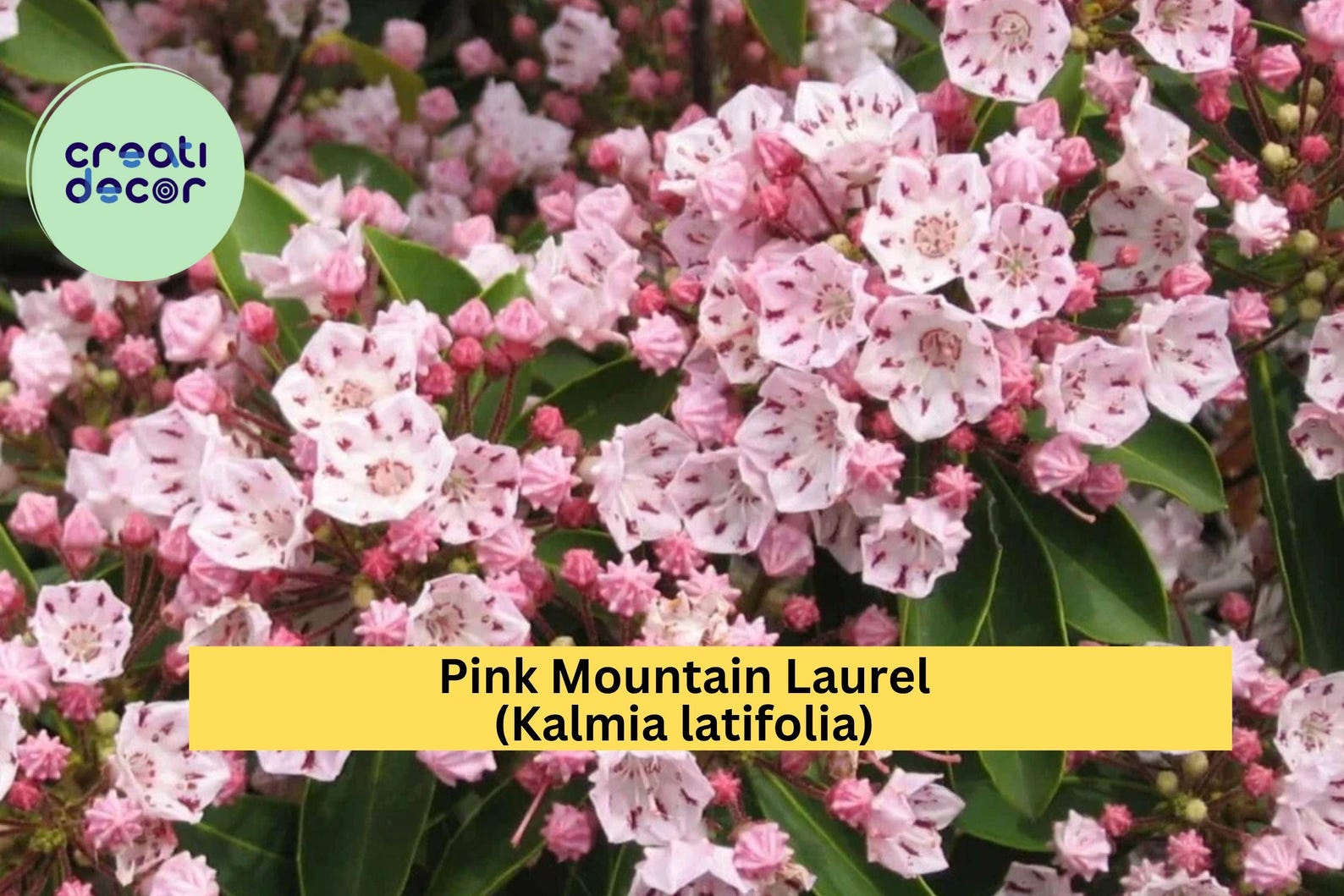 Pink Mountain Laurel Live Plant – Kalmia Latifolia – 1 Ft + Bare Root ...