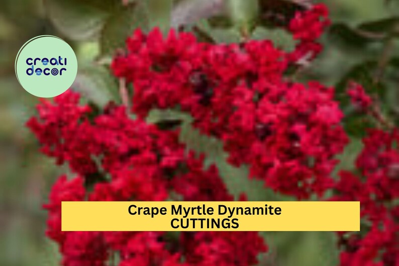 Crape Myrtle ‘dynamite’ Cuttings | 5 Unrooted Red Flower Tree Cuttings ...