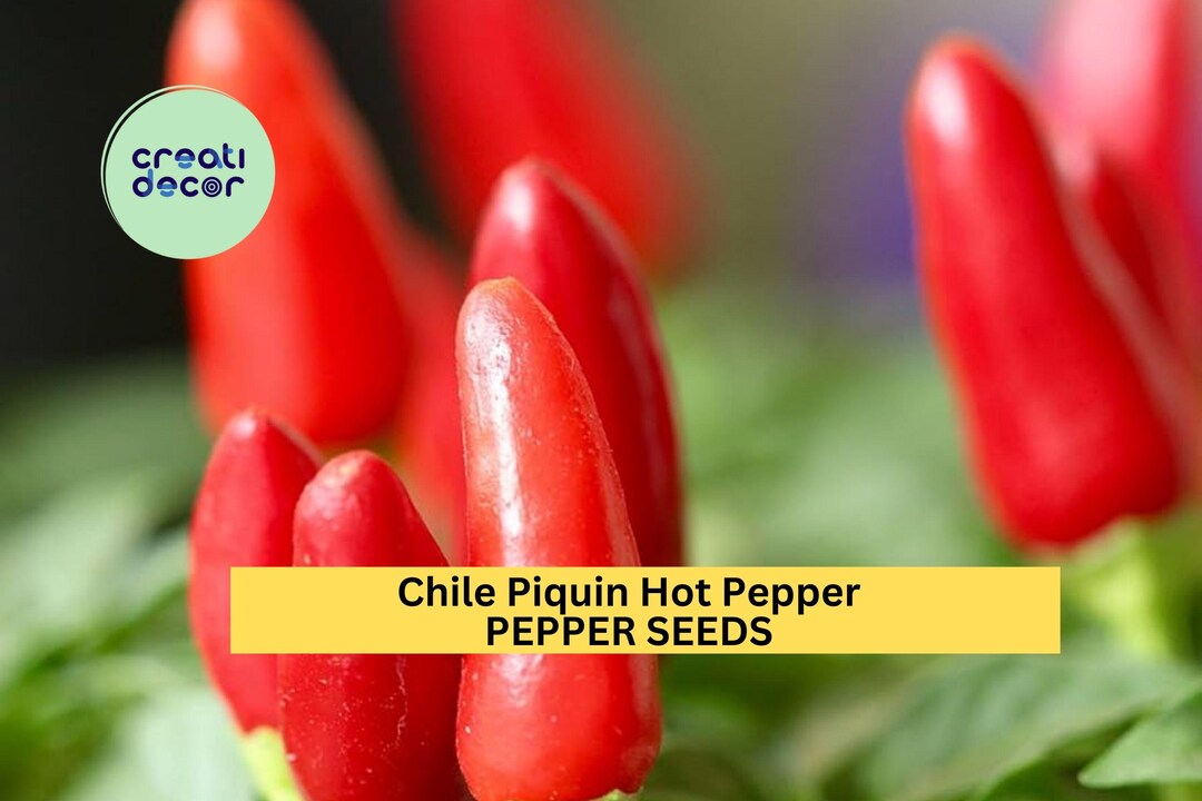 Chile Piquin Hot Pepper Seeds – 300mg for Planting, Heirloom Variety ...