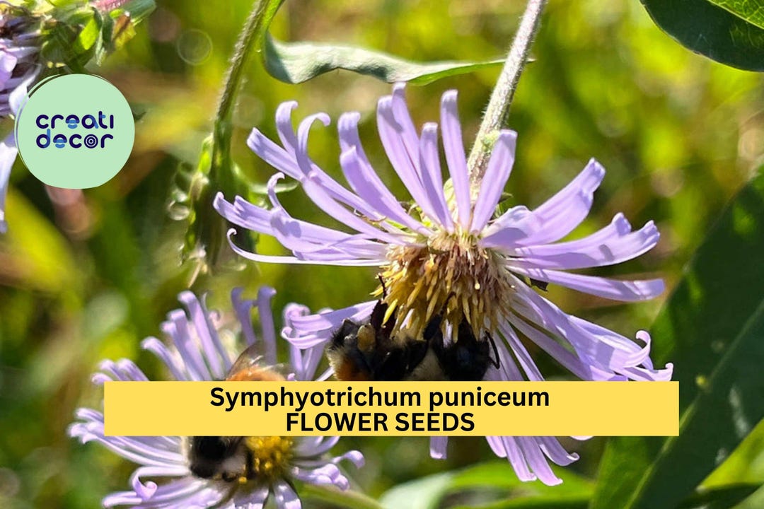Symphyotrichum Puniceum Seeds – Swamp Aster – Native Wildflower With Violet Blooms, Pollinator ...