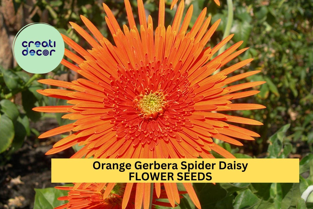 50+ Orange Gerbera Spider Daisy Seeds – Unique Spiky Blooms for Garden ...