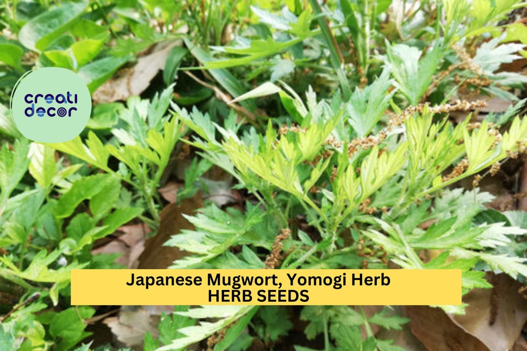 3pcs of 100mg Japanese Mugwort Seeds for Planting – Yomogi Herb for ...