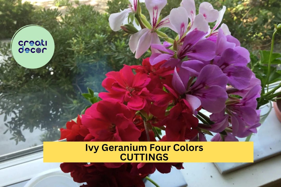 Ivy Geranium 12 Cuttings – 4 Color Mix for Rooting | Trailing ...