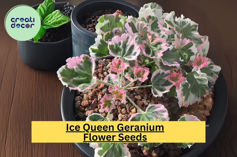 25+ Ice Queen Geranium Seeds - Rare Frosty White Blooms - Easy to Grow ...