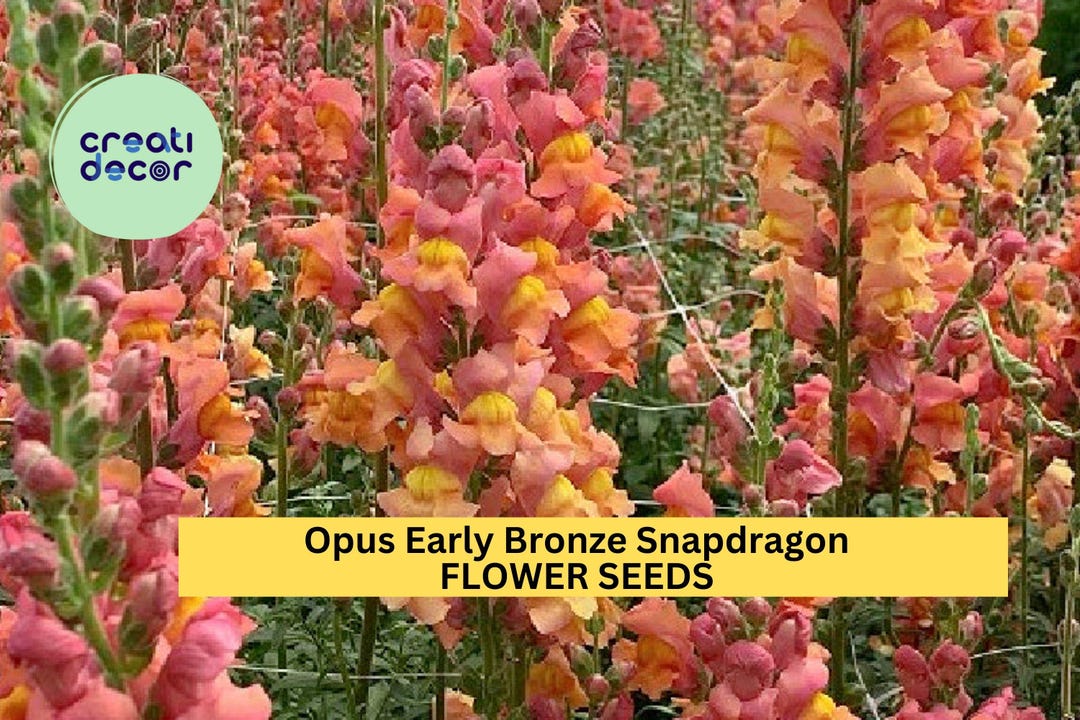 1000+ Opus Early Bronze Snapdragon Seeds – Warm Bronze-peach Blooms for ...