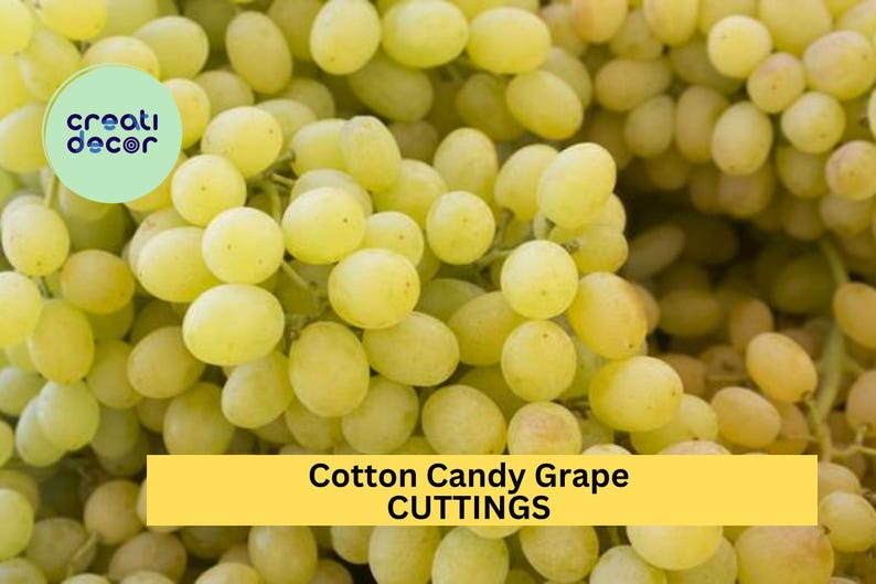 5 Cotton Candy Grape Cuttings – Very Rare Variety for Rooting or ...