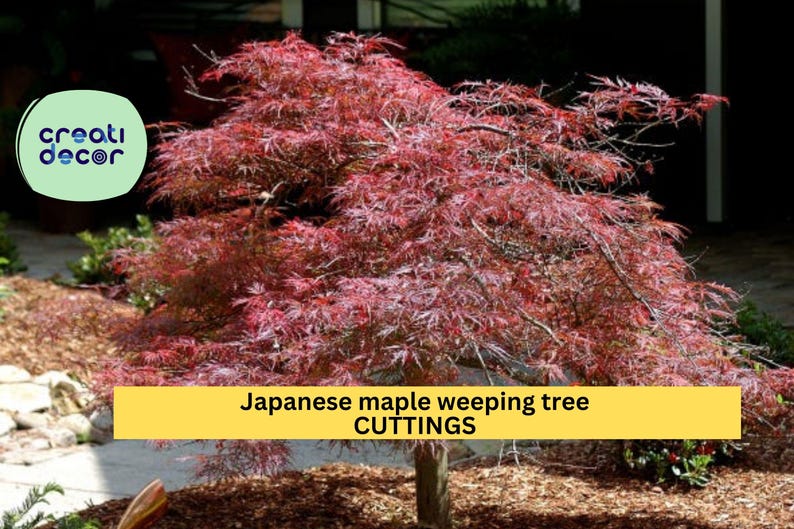 10 Garnet Japanese Maple Cuttings – Weeping Acer Palmatum Dissectum ...