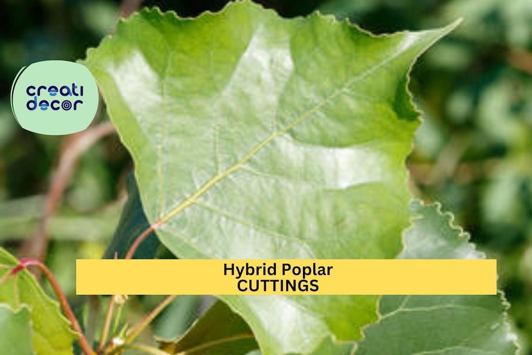 12 OP-367 Hybrid Poplar Cuttings | 10" Fast-growing Shade Tree Stems ...
